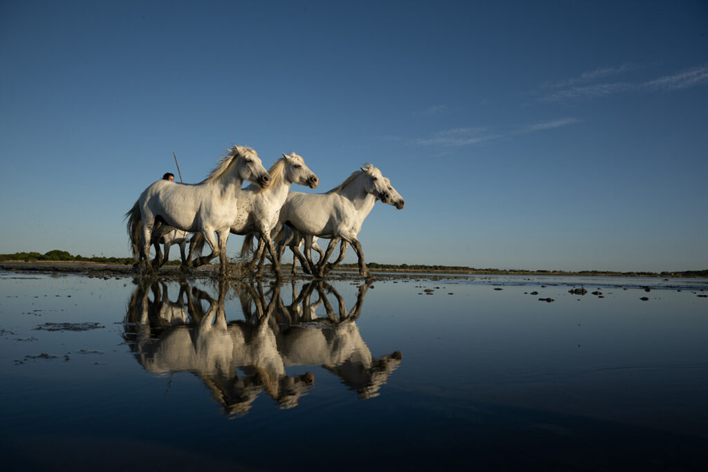 Comment créer une photo HIGH-KEY dans LIGHTROOM 2023